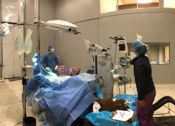 Equine Surgery - South Eastern Equine Hospital